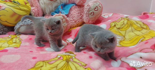 Шотланские прямоухие котята
