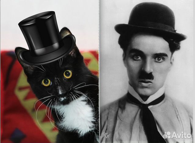 Котенок Чарли Чаплин, 6 мес, черно-белый, ищет дом