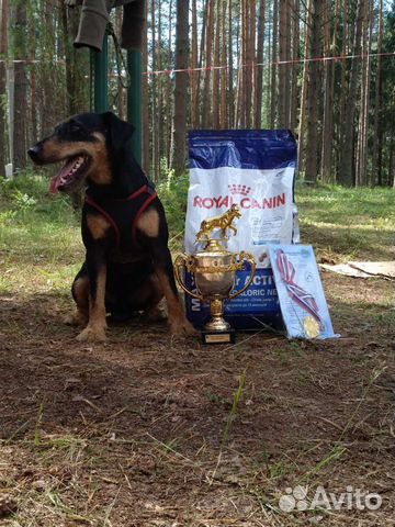 Щенки ягдтерьера