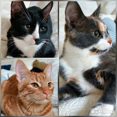 Ищут добрый дом ласковые майские котята