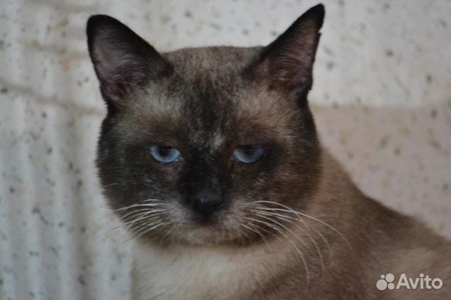Сиамский кот