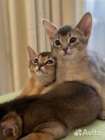 Абиссинские котята