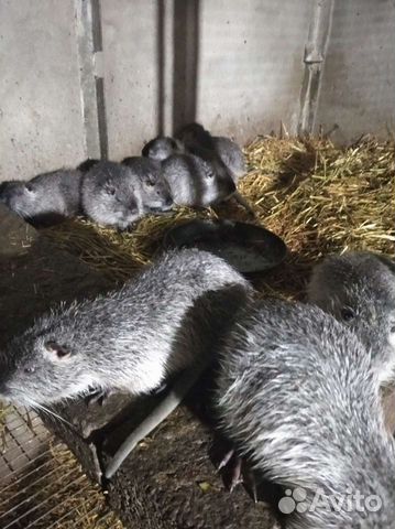 Нутрии самочки серебро. 3-4 месяца
