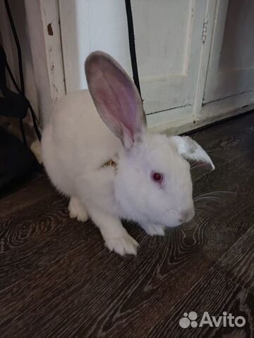 Кролик вислоухий