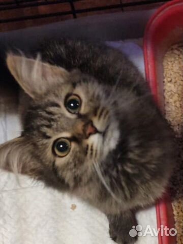 Котенок пушистый бурундучок с пушистым беличьим хв