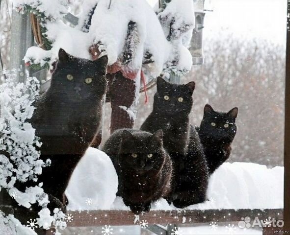 Котята замерзают