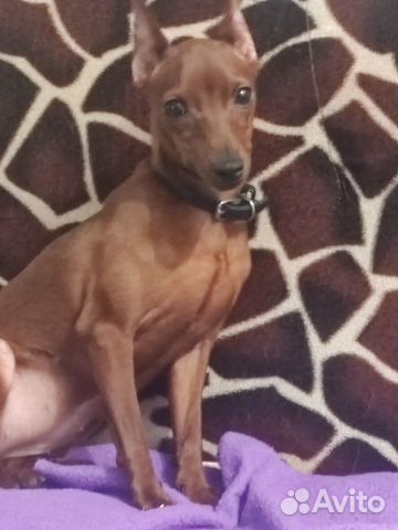 Цвергпинчер продам