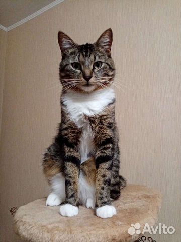 Котик в добрые руки