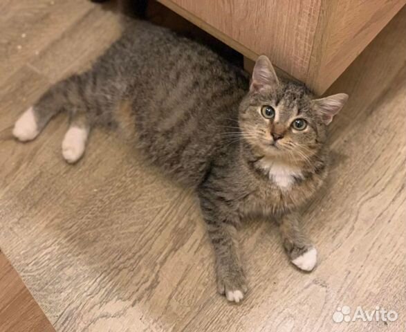 Кошка в добрые, надежные руки