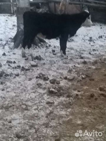 Телочка 8 месяцев