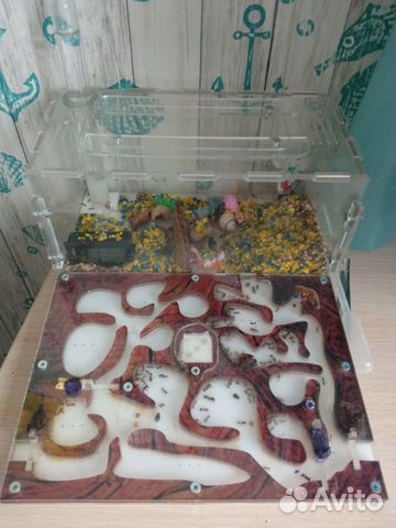 Муравьиная ферма бу