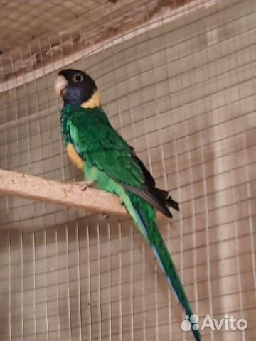 Попугай (бернард)