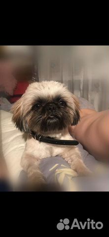 Потерялась собака