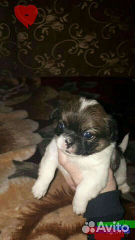 Чихопики куколки