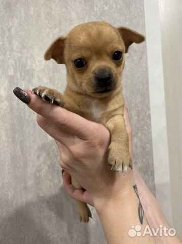 Чихуахуа mini мальчик