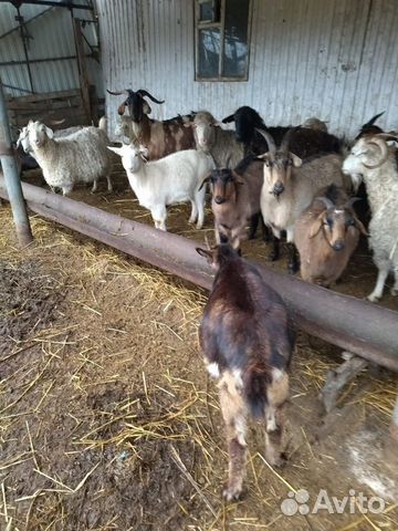 Козы от калахара и тура