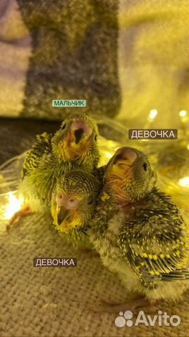 Волнистый попугай выкормыш