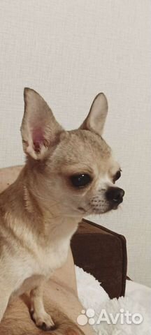 Чихуахуа девочка