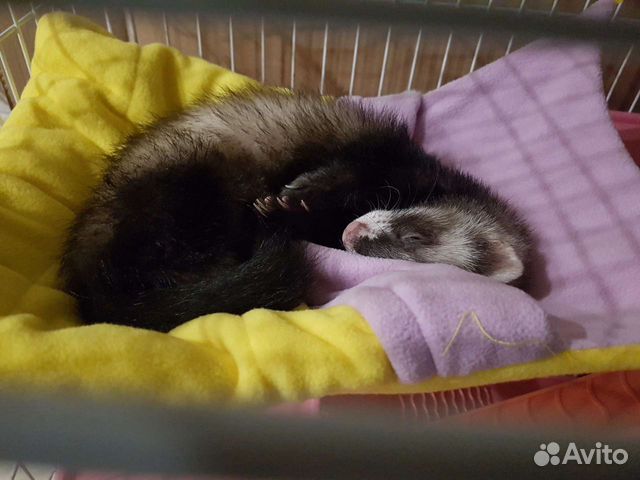 Хорек с клеткой