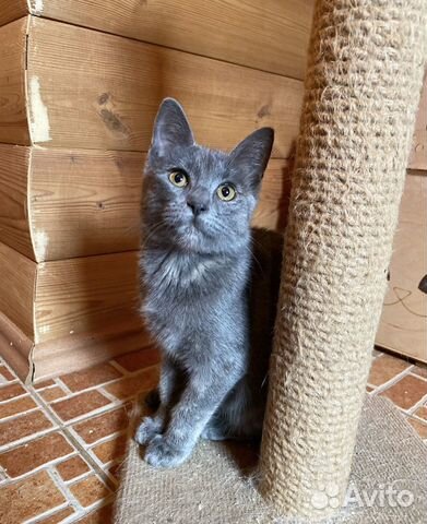 Русская голубая котенок метис
