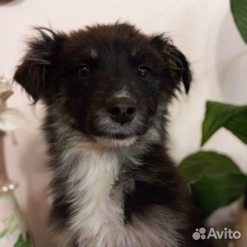 Бруклин в поисках дома