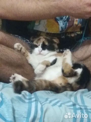 Котенок вислоухий трехцветный