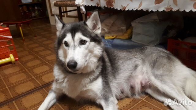 Отдам бесплатно щенки