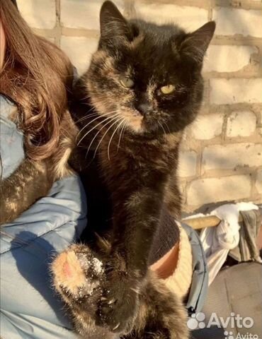 Кошечка хочет домой погибнет на улице