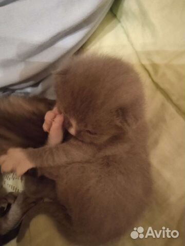 Отдам котят в хорошие руки. Возраст 1,5 месяца. Ед