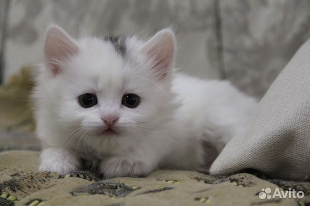 Котята