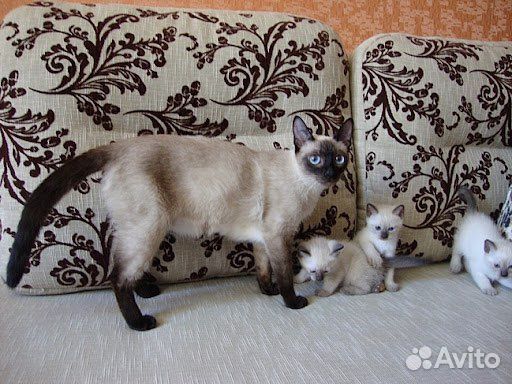 Тайские котята девочка и мальчик