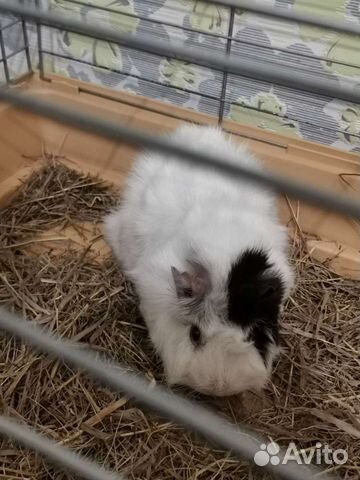 Морская свинка с клеткой