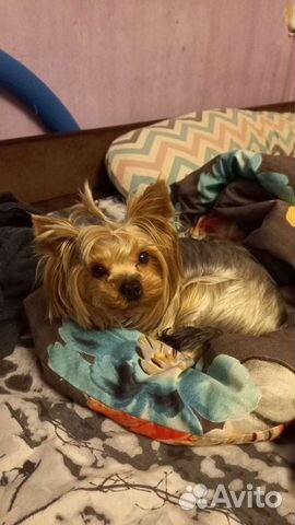 Нужен жених