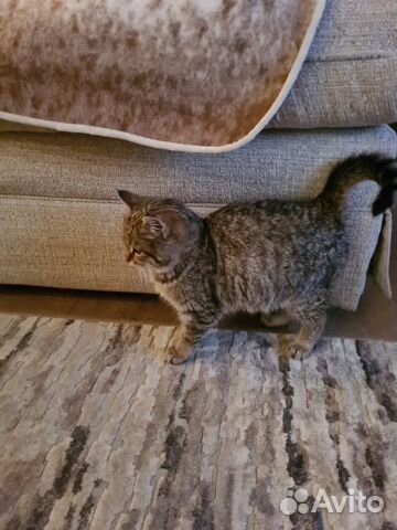 Найден котик