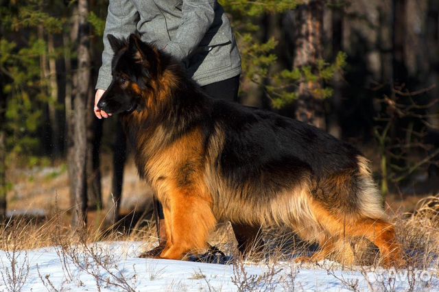 Длинношерстный новогодний подарочек