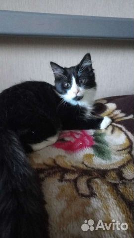 Ласковый чёрный котенок девочка 3 месяца