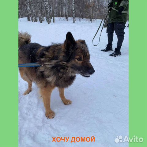 Пёс умрет в приюте