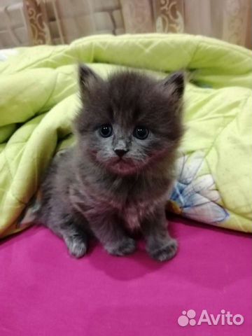 Котята хороший подарок на Новый год Тигра