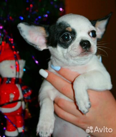Новогодний сюрприз чихуахуа мальчик и девочка