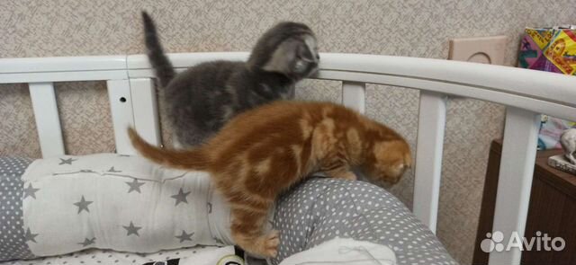 Шотландские вислоухие котята