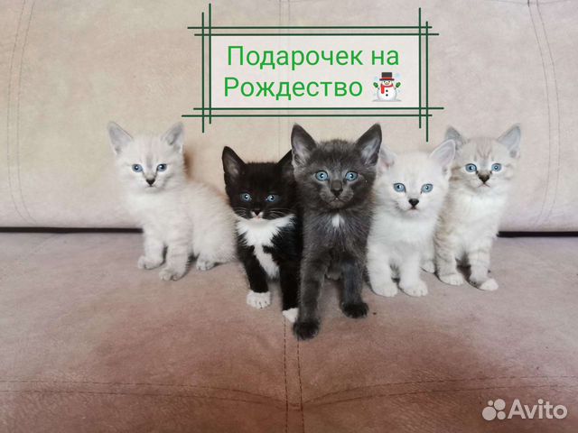 Котята в добрые руки