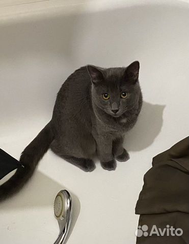Отдам бесплатно кота