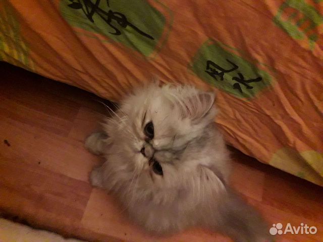 Продаю персидского котенка девочка 3 месяца очень