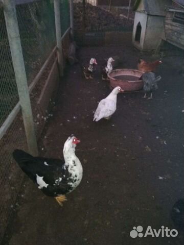 Мускусные утки 6 месяцев