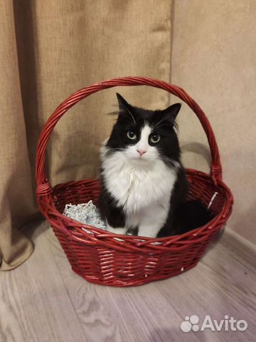 Кошка в добрые руки