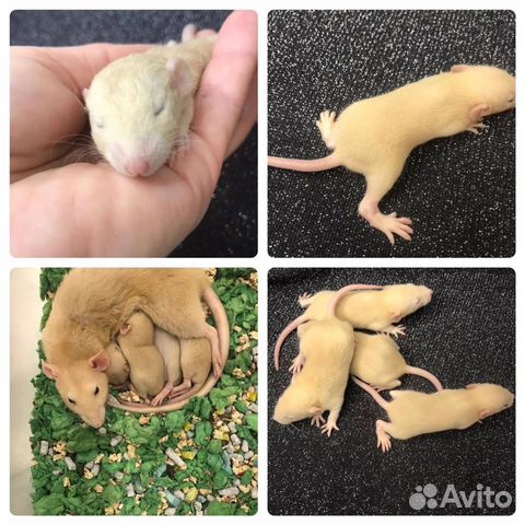 Крысята окрасы Фавны, Черные, Бурмиз