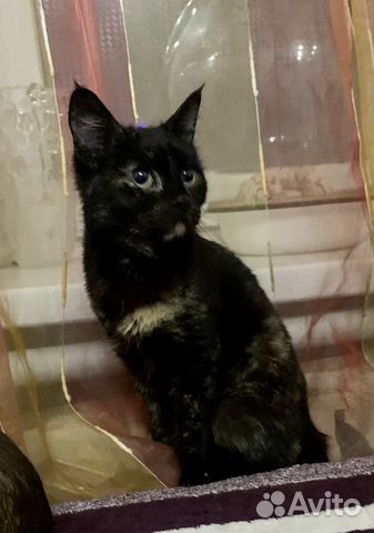 Котенок