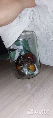 Мадагаскарский таракан