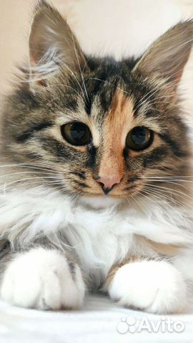 Котенок по имени Карамелька, 6,5 месяцев