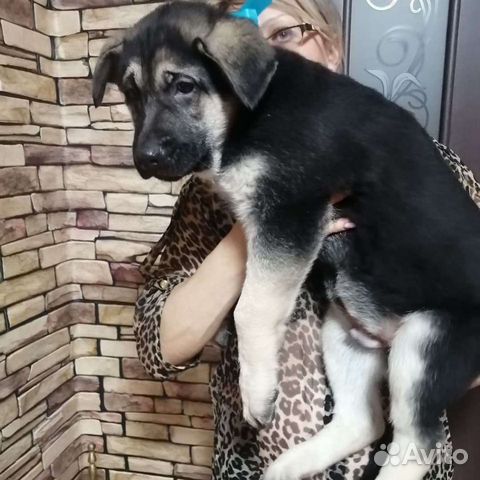Восточноевропейская овчарка